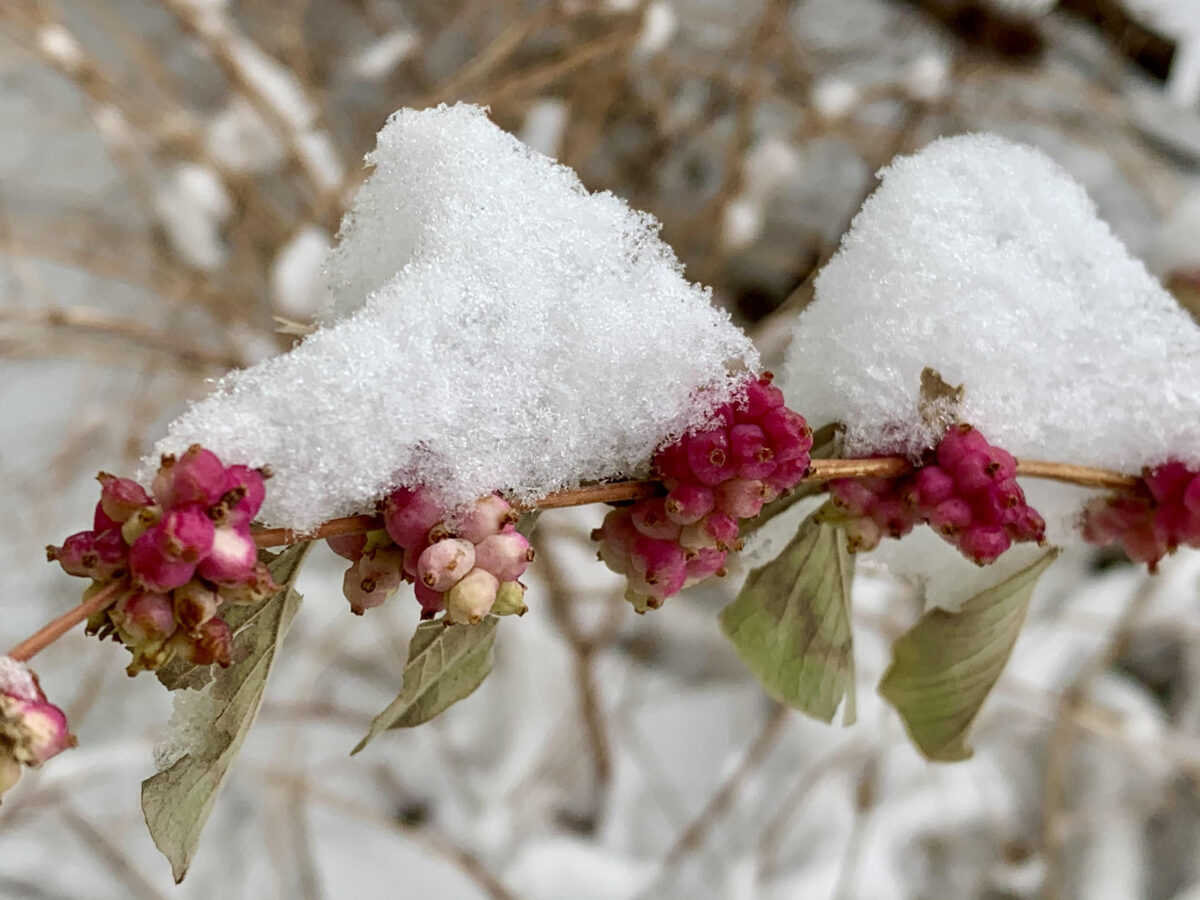 About – Poetry Society of Colorado